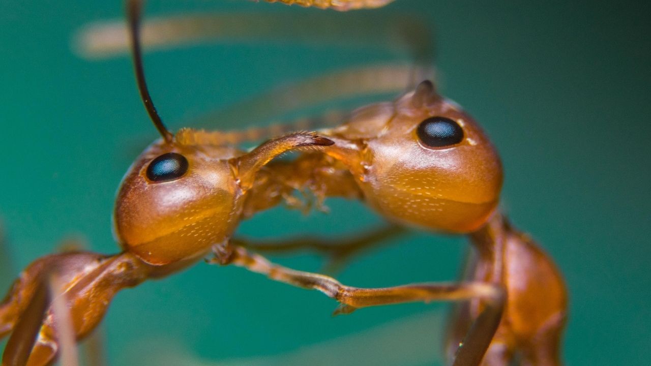 1 Incredible Scientific Miracle of Ants in Quran (Surah An-Naml ...