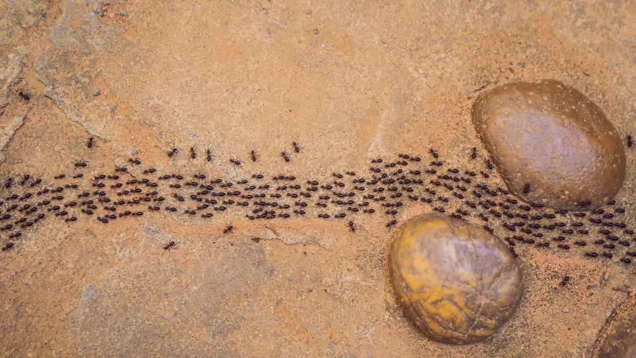 1 Incredible Scientific Miracle of Ants in Quran (Surah An-Naml ...